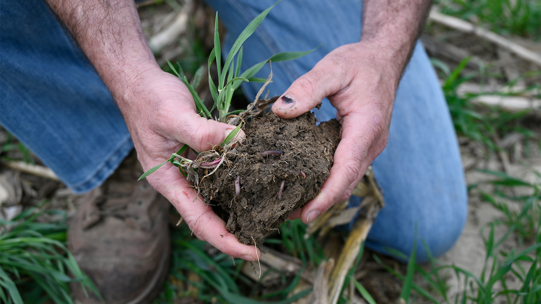 Your cover crop plan hinges on these key details