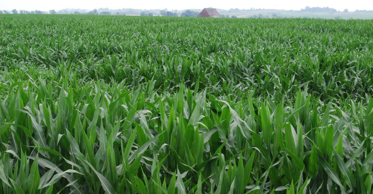 Iowa’s earliest-planted corn starting to tassel