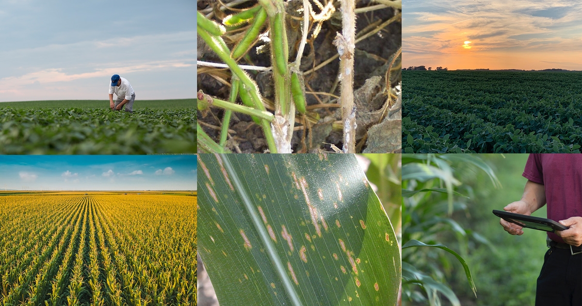 July 2020 Midwest crop progress | Farm Progress