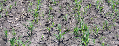 How To Control Volunteer Corn And Beans