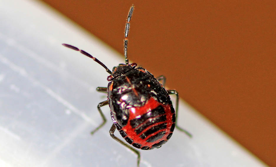 Growers should be on lookout for Bagrada bug | Farm Progress