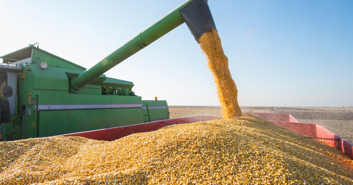 How to convert wet bushels to dry yield