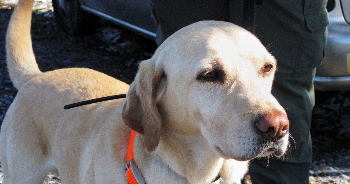 Colo. takes more than 80 dogs from ranch