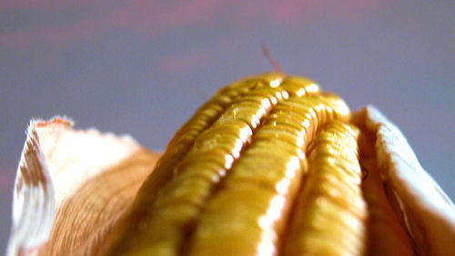 See How 300-bushel Corn Grows