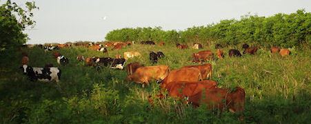 The Most Valuable Silvopasture Has Edible Trees