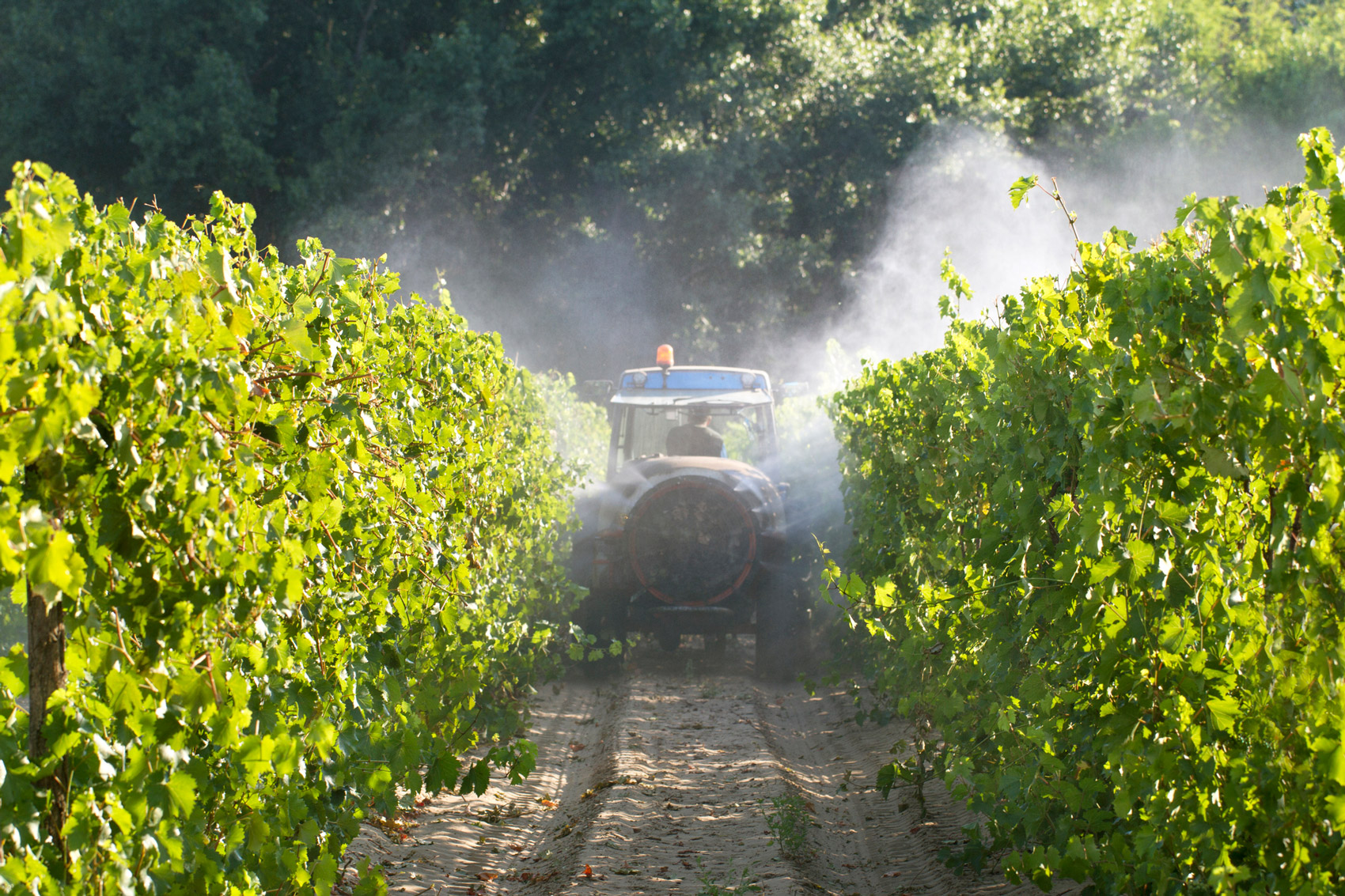 Success in controlling vineyard weeds calls for a persistent year-roun