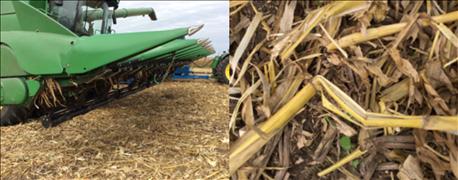 Corn residue management: the problems and benefits.
