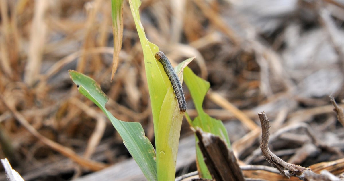 How to assess early-season corn performance