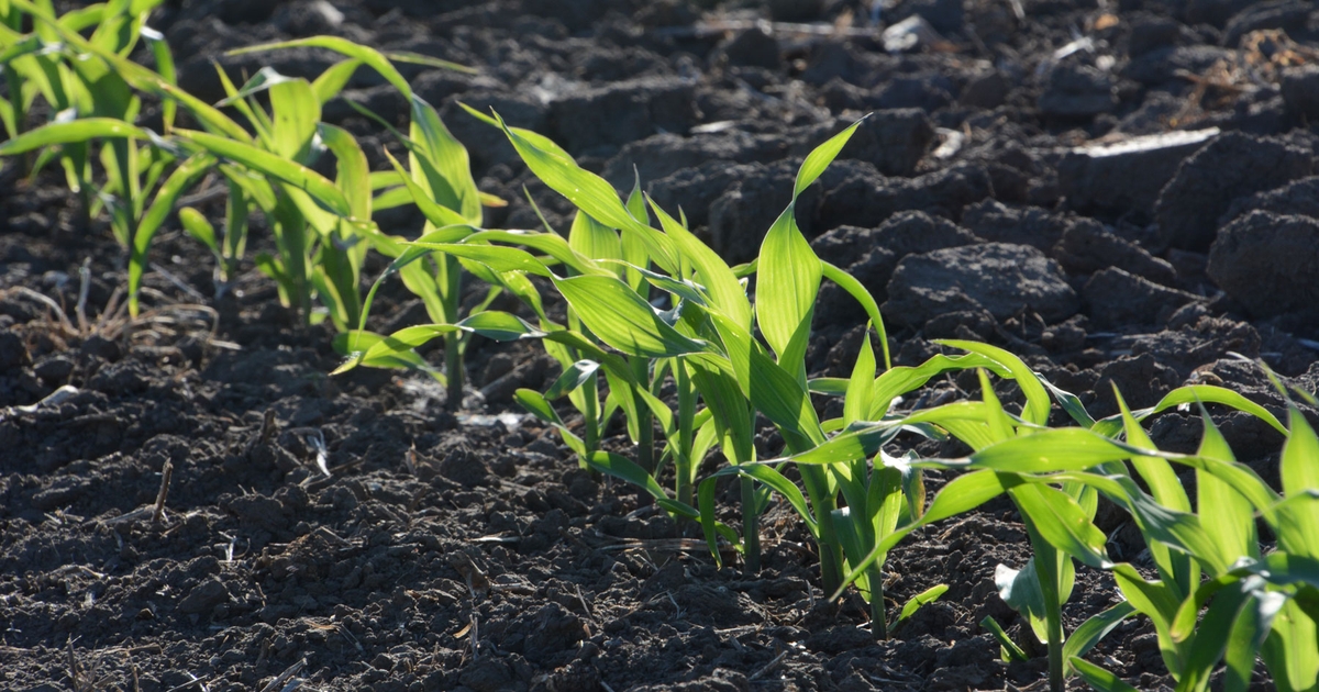 Plant-based product fixes nitrogen for corn