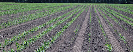 Solve This Corn Field Mystery