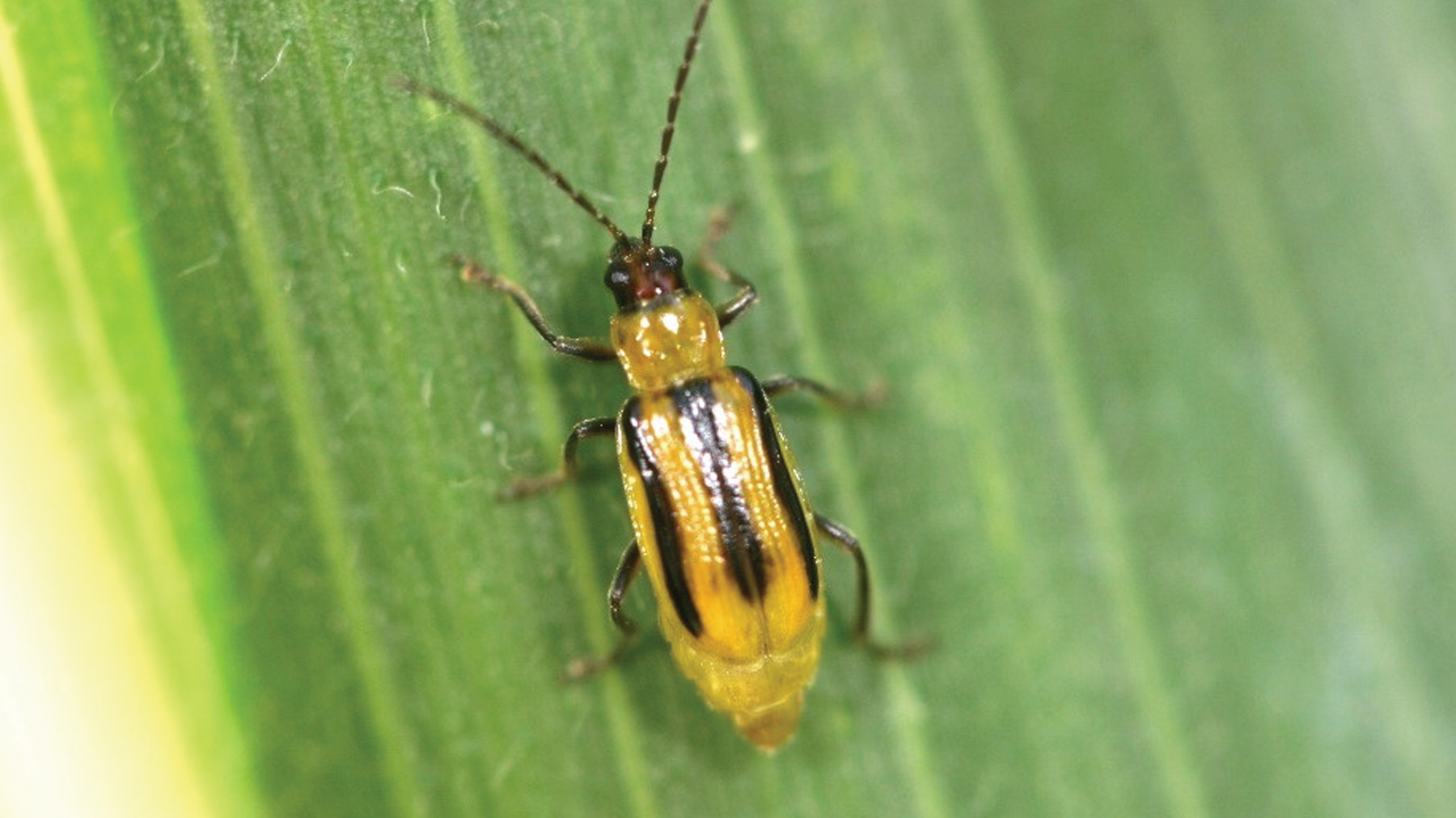 What is corn rootworm’s next move on your farm?