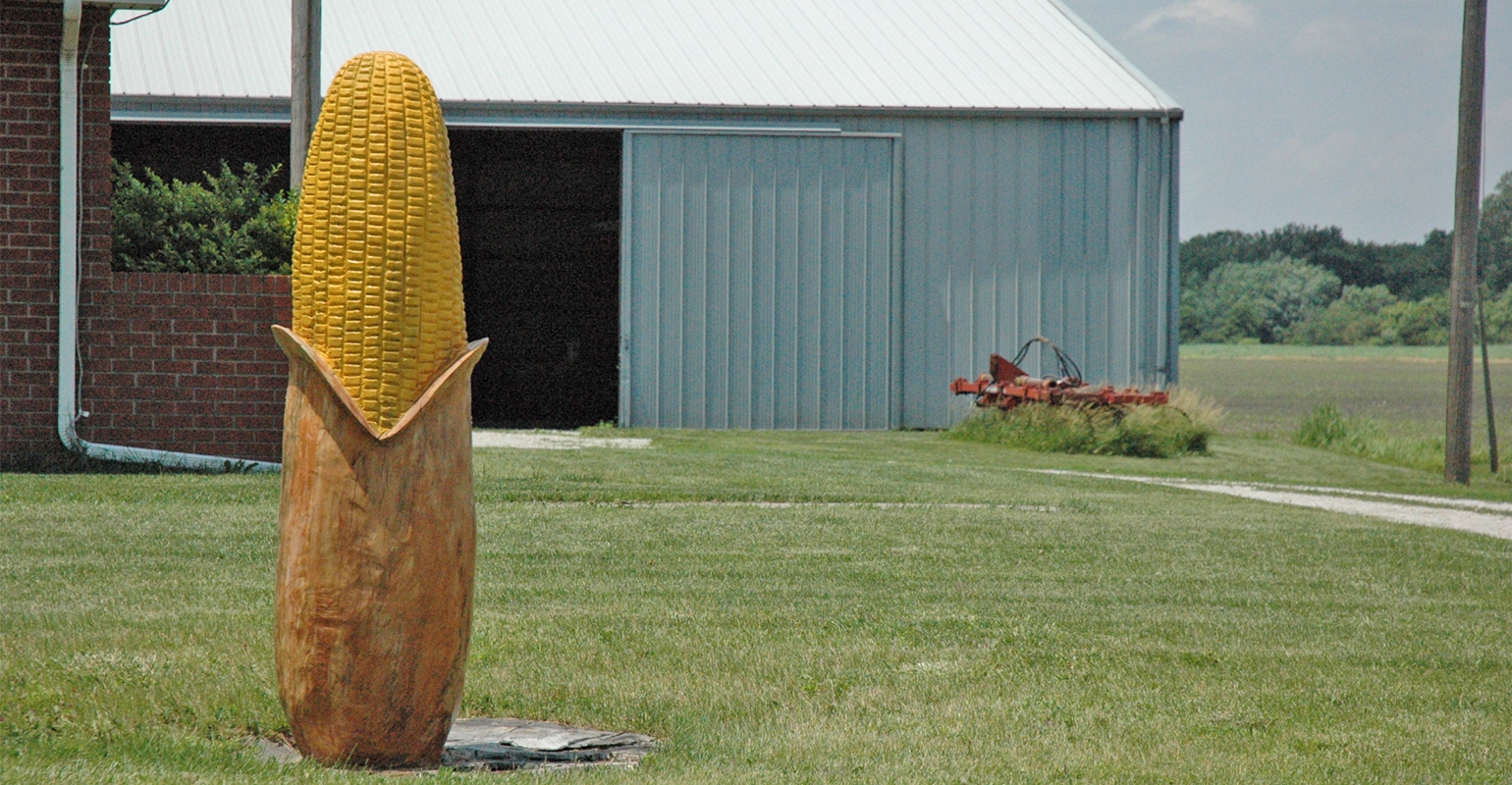 A corn ear too big for the combine