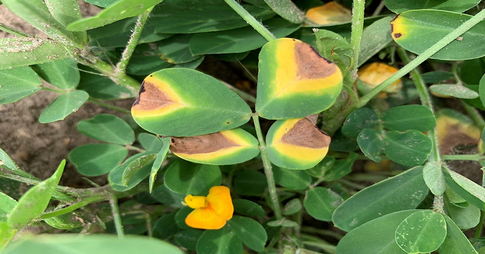 Pictures show peanut diseases seen during drought and brutal heat ...