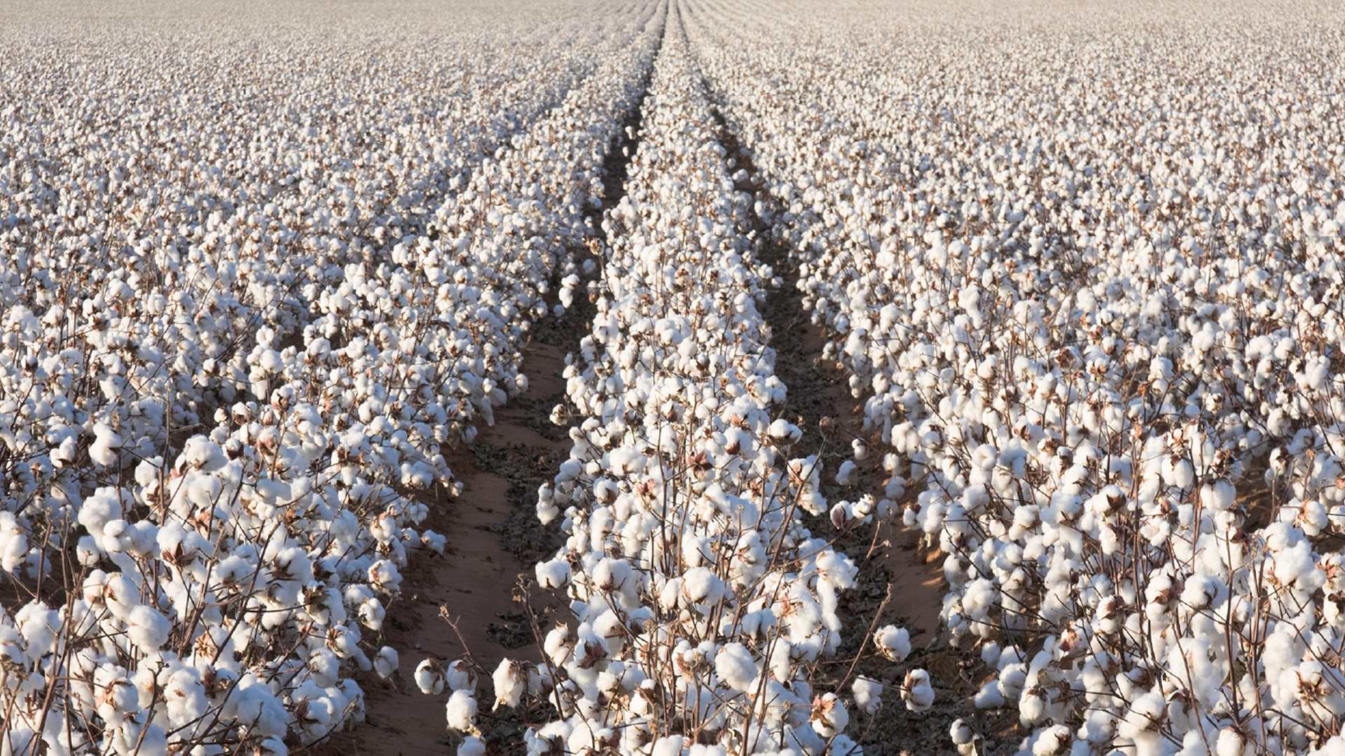 Trump may target agricultural imports