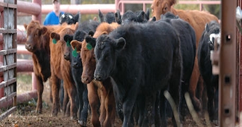11 Things That Need To Be In A Cow Lease/Share Agreement