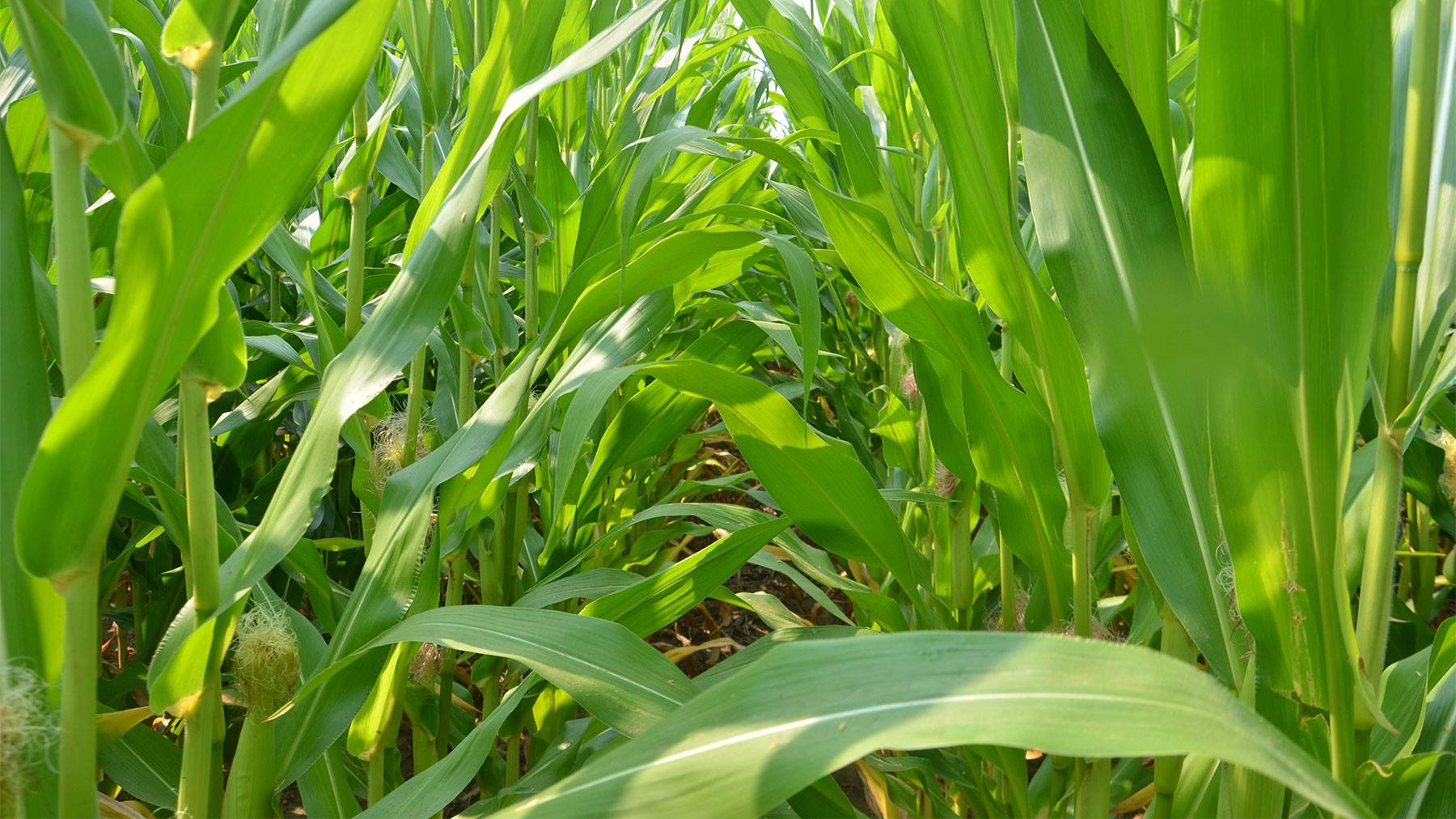 Search for signs of nitrogen deficiency