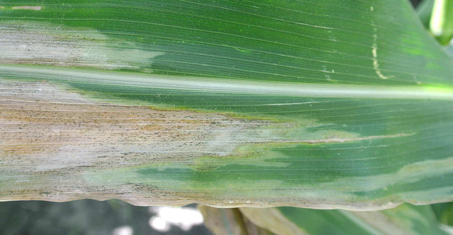 Discover pathogen loads for 3 corn diseases
