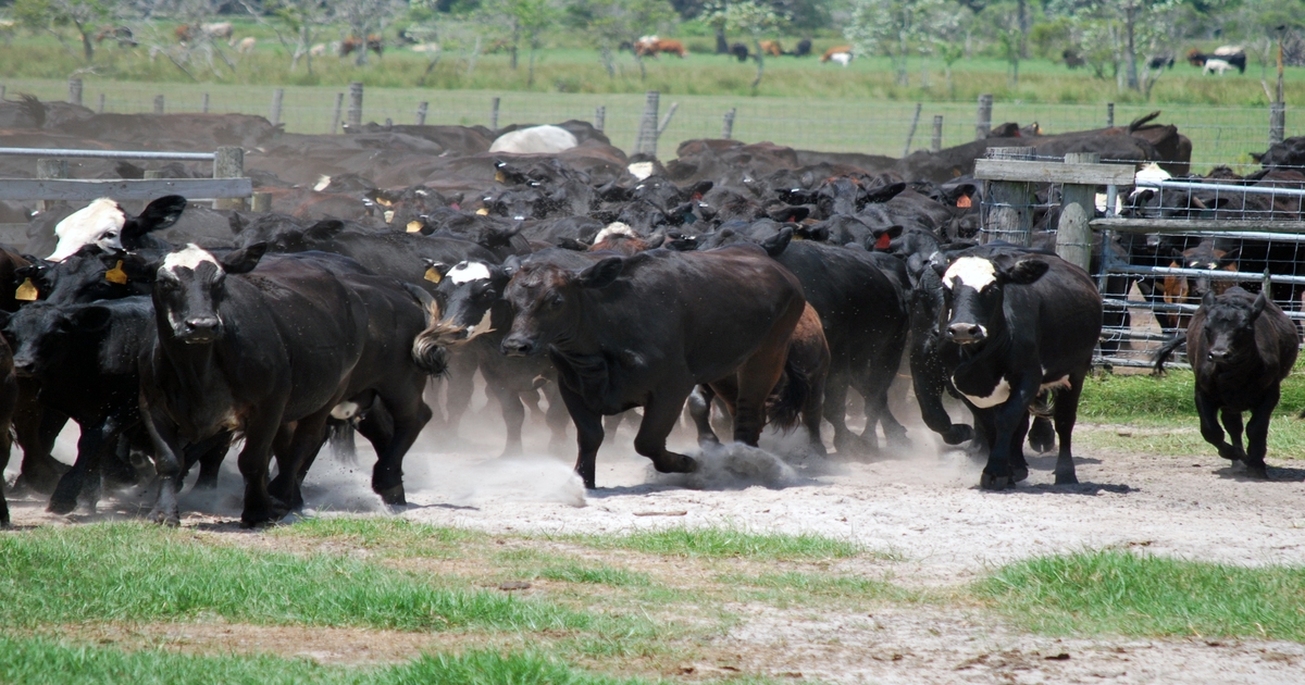 Calm, short-haired cattle produce better in the Southeast