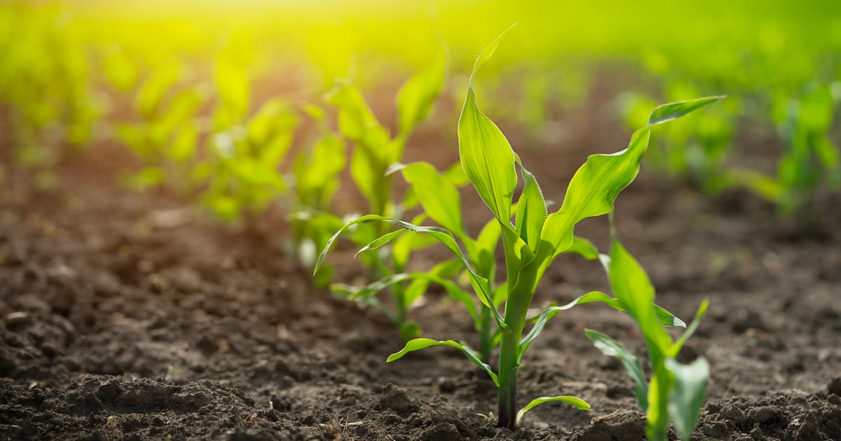 May WASDE report to reveal first look at new crop outlook