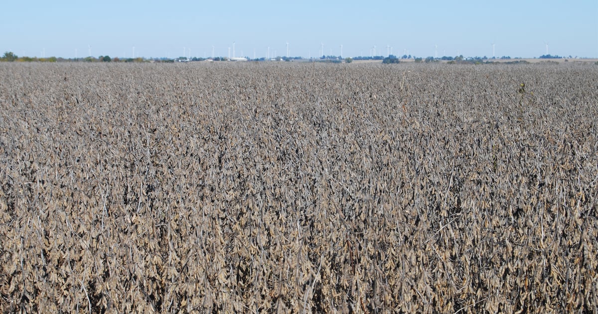 Fine-tune soybean seed selection