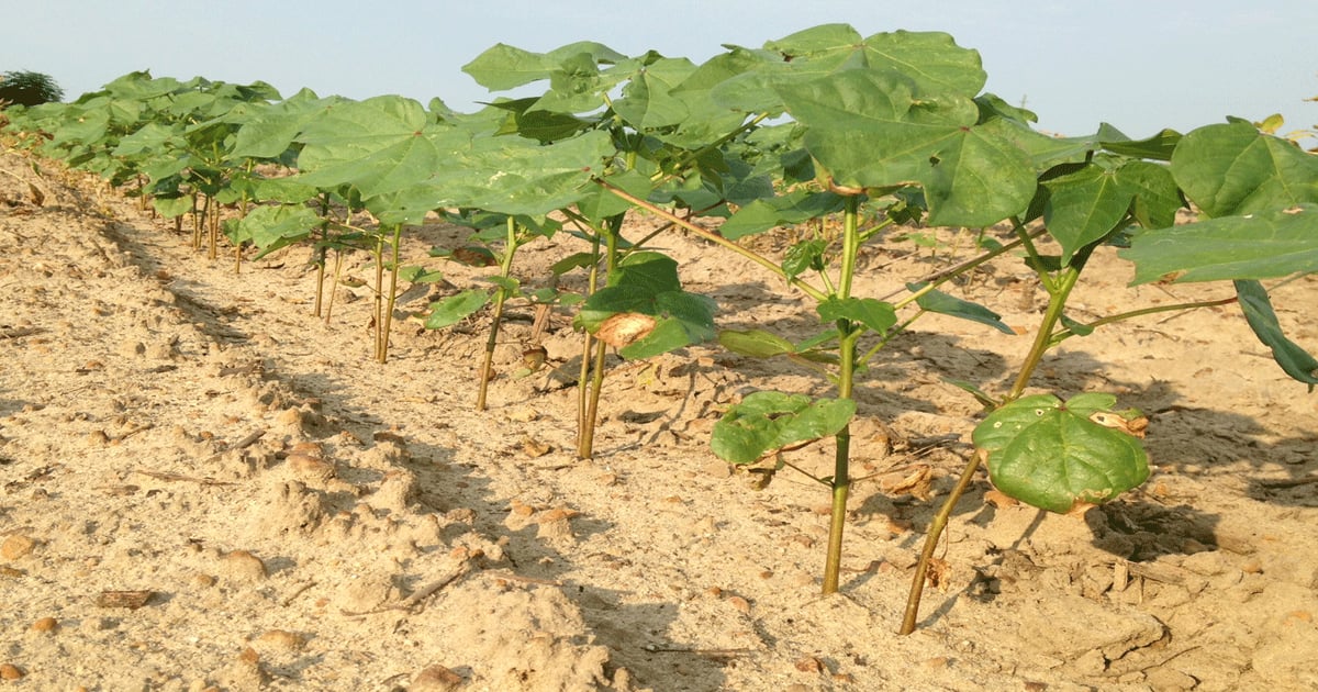 Cotton insect pressure increasing in Deep South