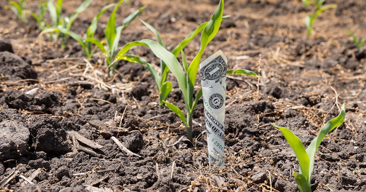 Crops look profitable for 2023