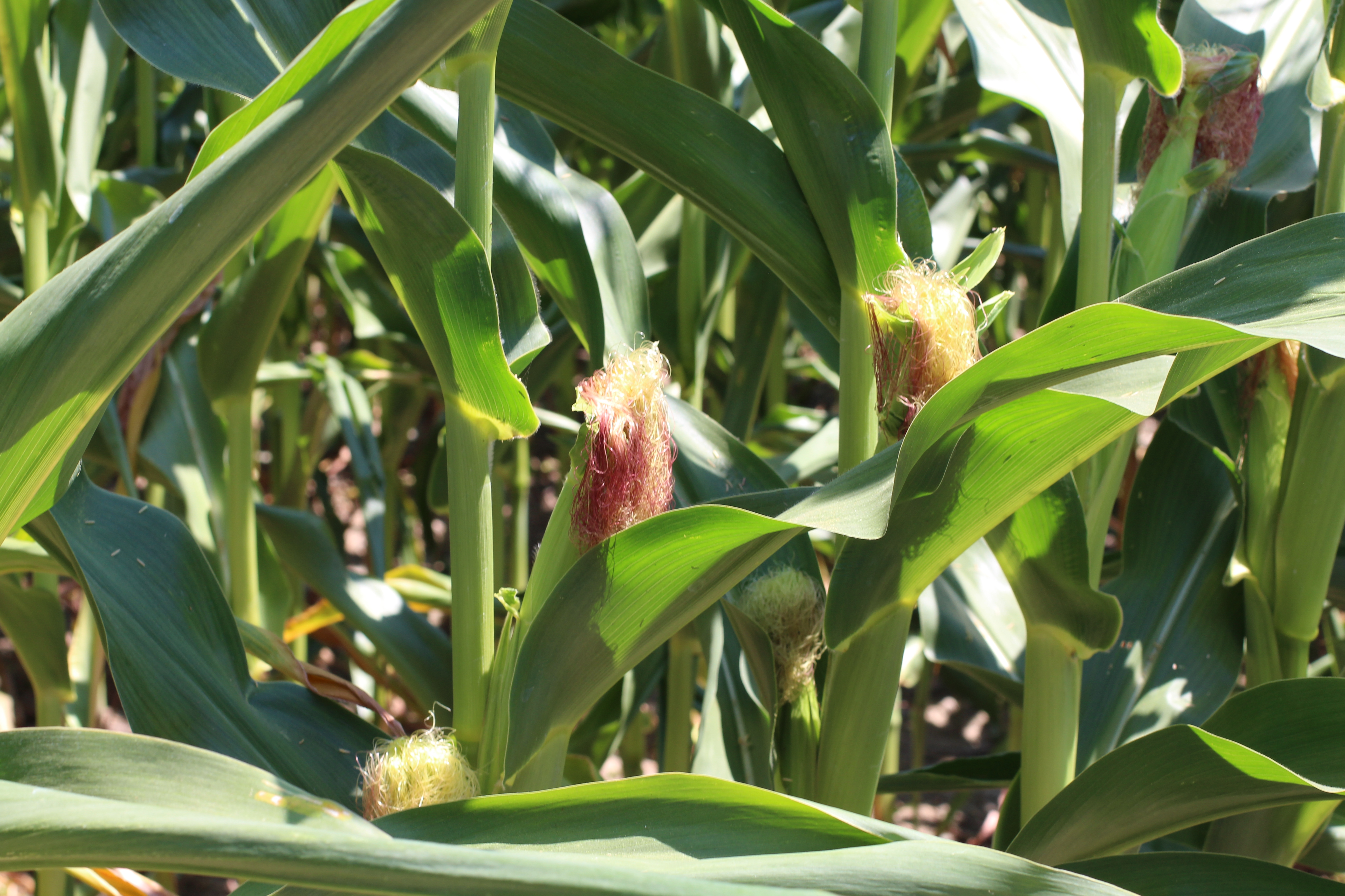 BLACK LAYER HELPS GUIDE CORN HARVEST TIMING
