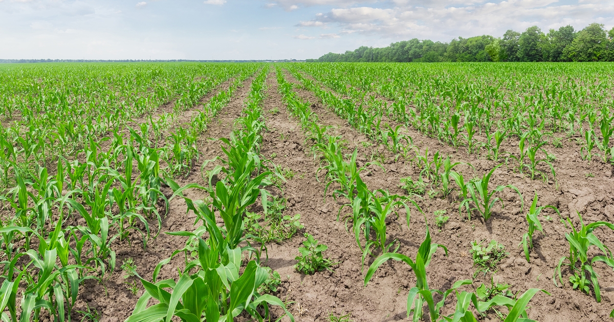 5 questions to ask when corn scouting