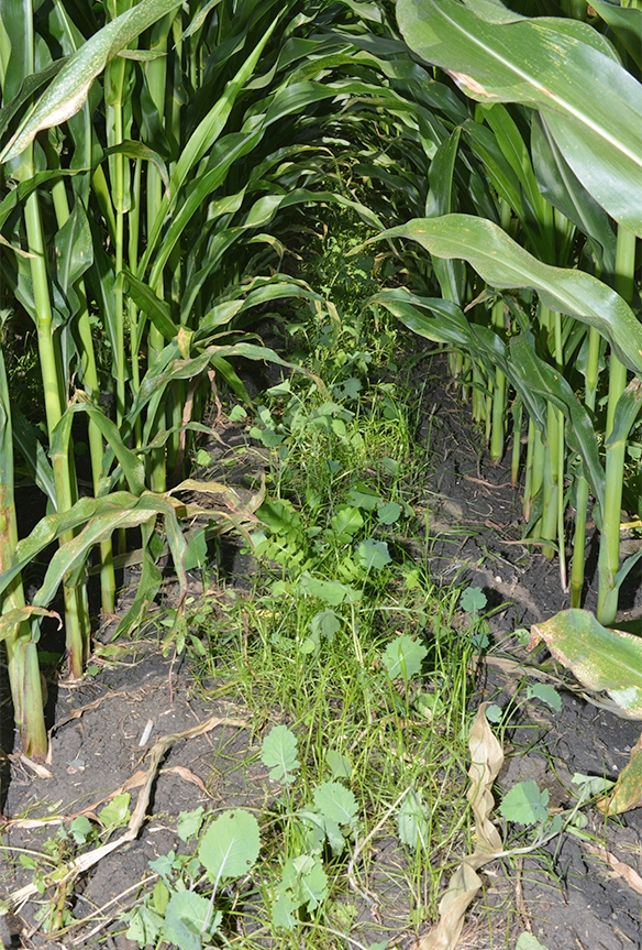 Sold on sidedressed, interseeded cover crops