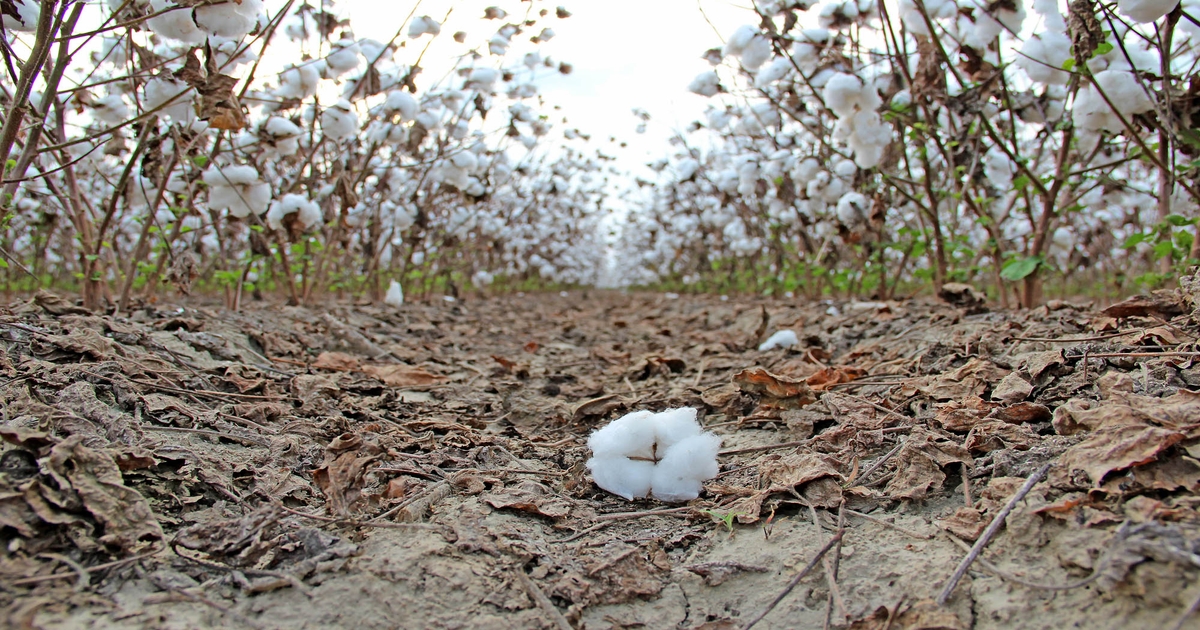 The simple beauty of cotton — photo gallery | Farm Progress