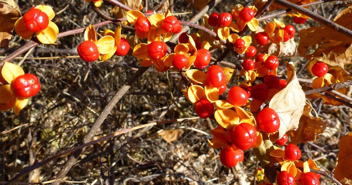 Oriental bittersweet: Not just a pretty vine