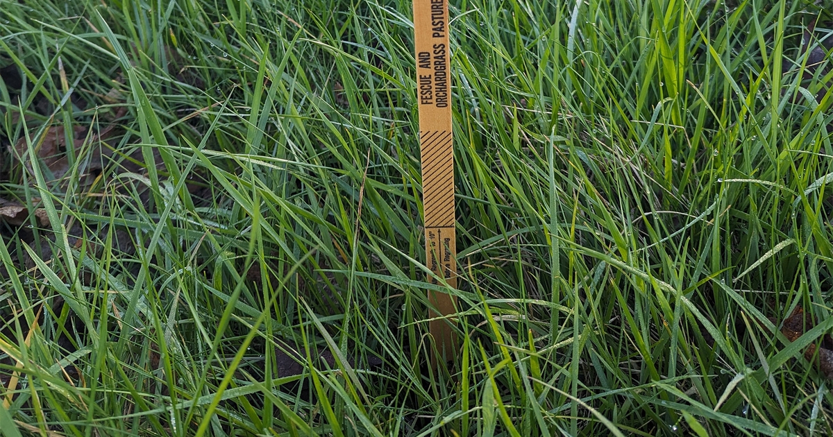 Use a grazing stick to measure forages