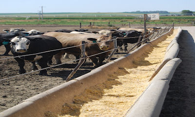 Checklist to manage cattle heat stress