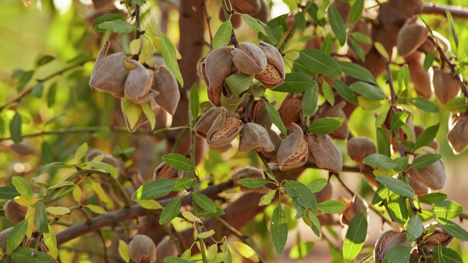 USDA forecasts larger almond crop