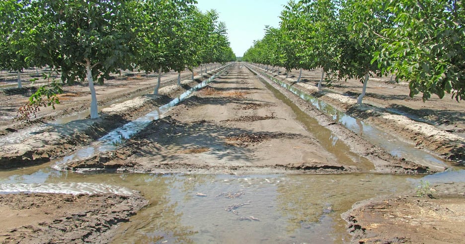 Solid Set Irrigation Walnuts