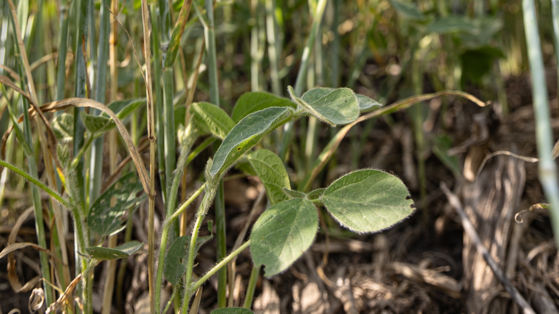 7 tips for better relay crops