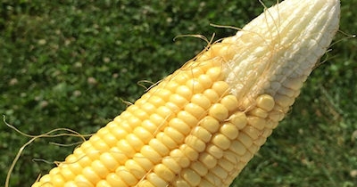 Ear tip filling, Northern corn leaf blight and Japanese Beetles in Indiana