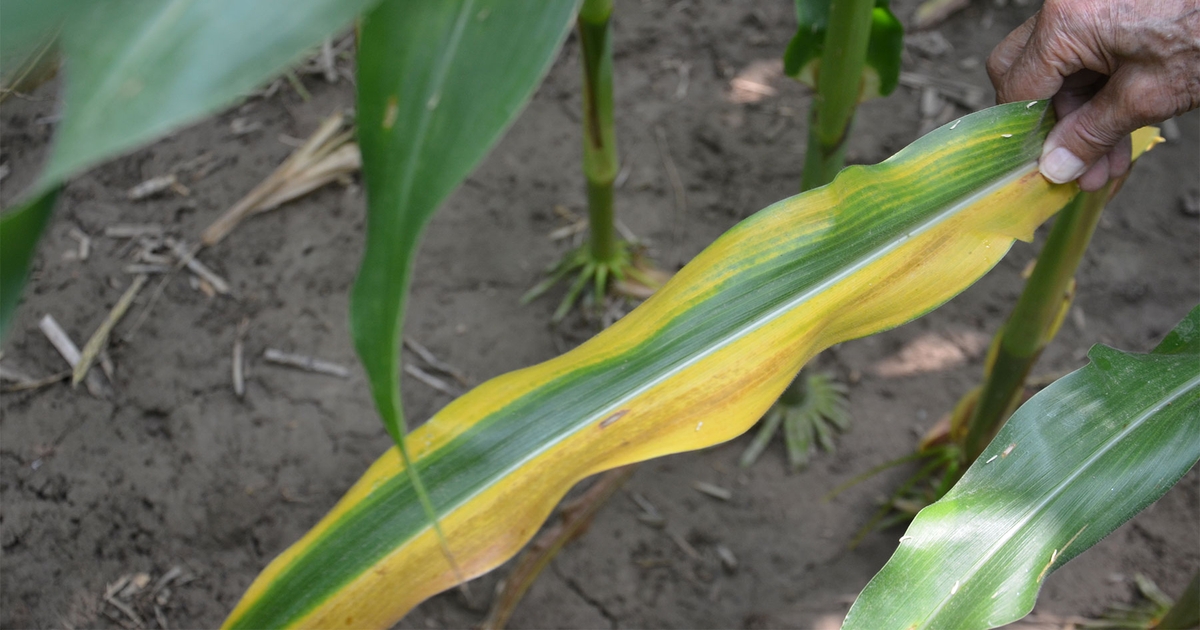 Focus on micronutrients in corn
