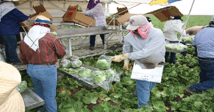 Studies, surveys confirm Georgia farm labor losses | Farm Progress