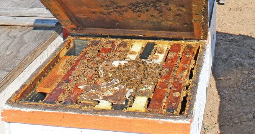 Scientists uncover viral culprit in bee crisis.