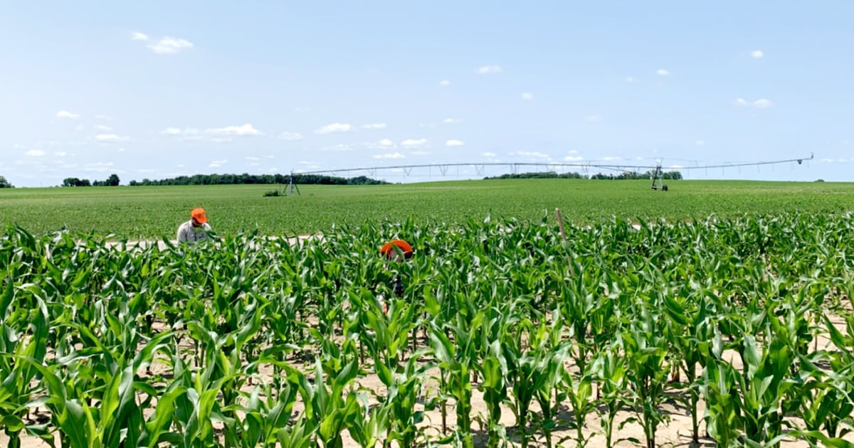Hybrid seed corn basics