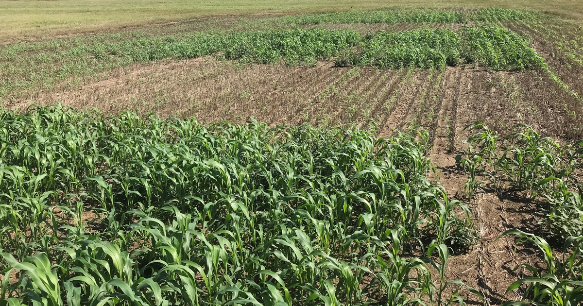 Try this alternative forage system