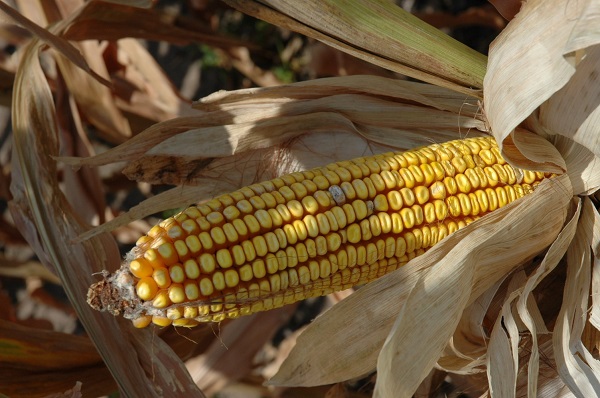 What to do with too much corn and falling corn prices