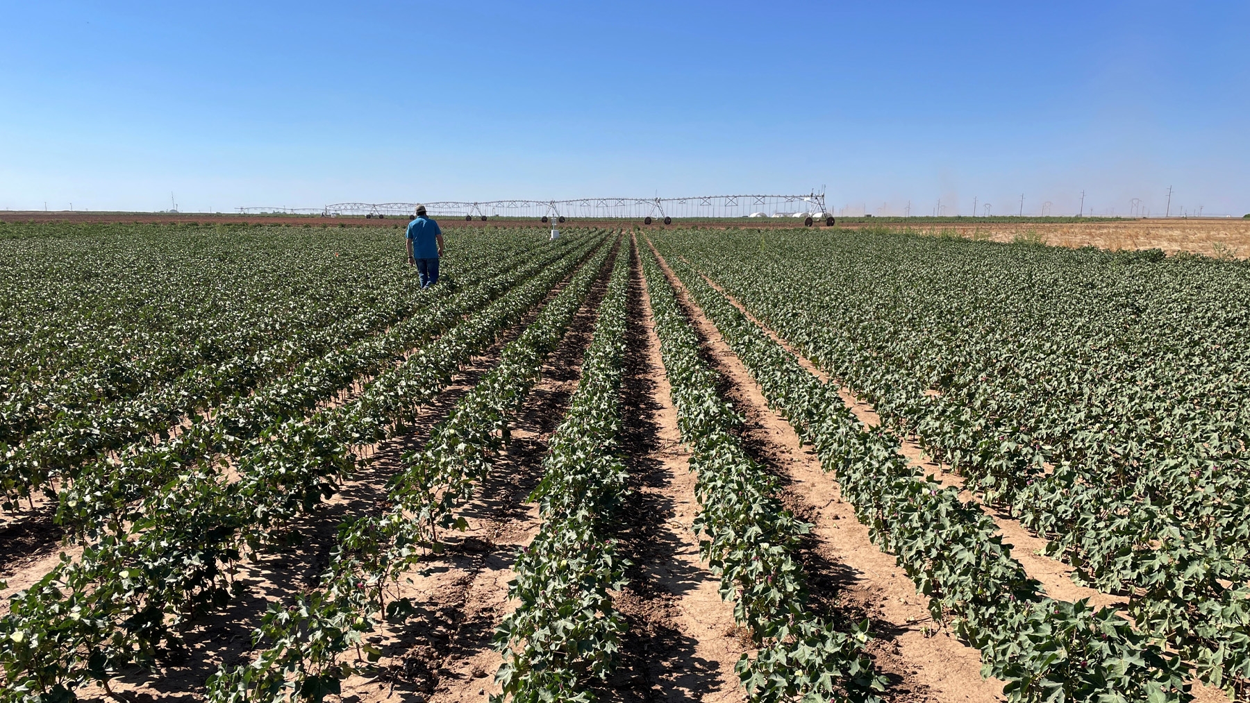 Fallow conserves moisture in rainfed cotton