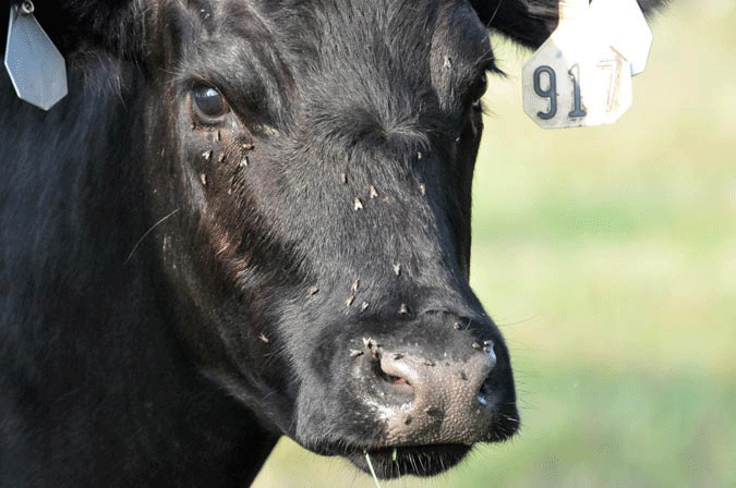 Swat Down Livestock Face Flies