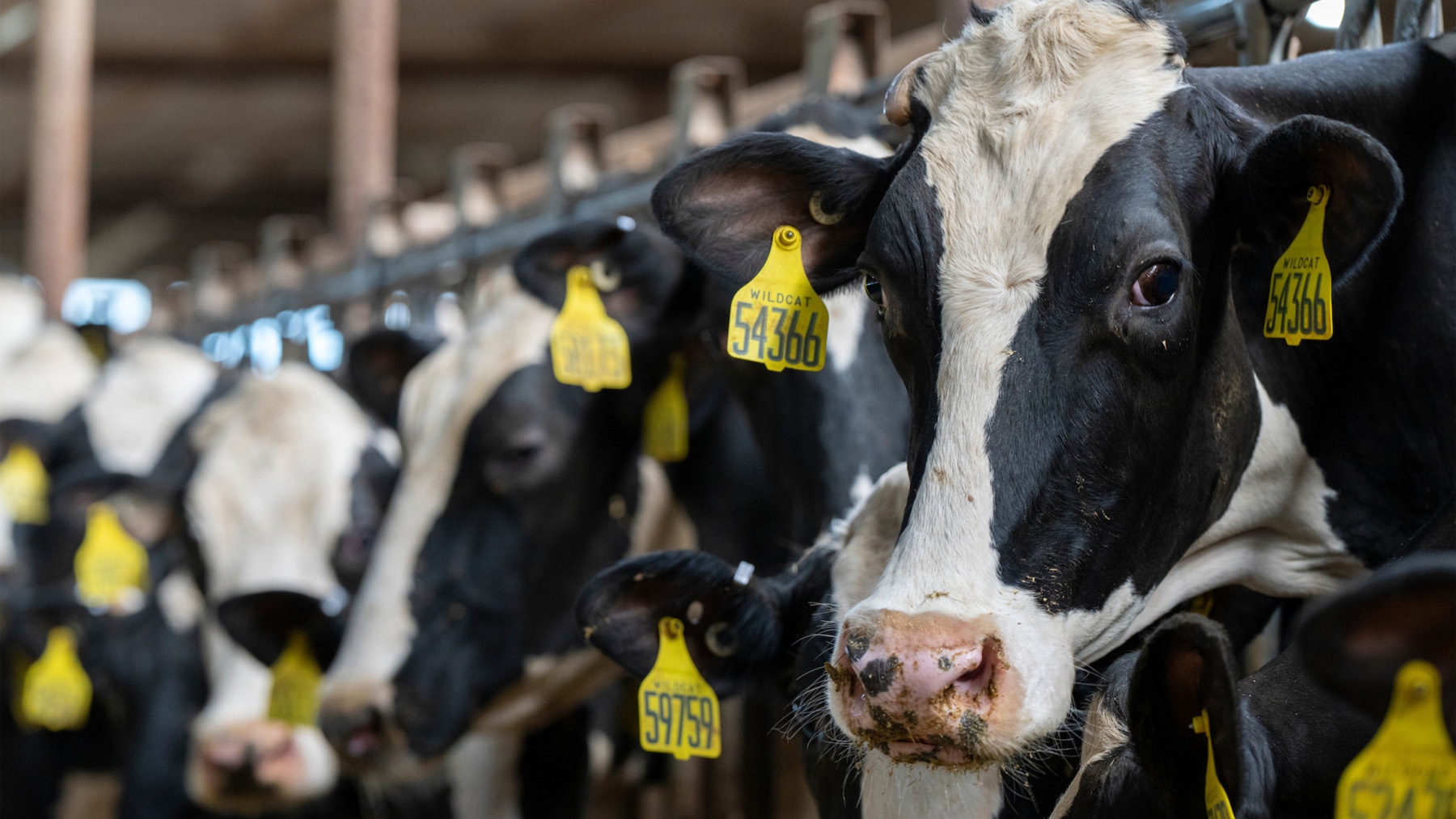 Rainfall, milk act raise dairy optimism