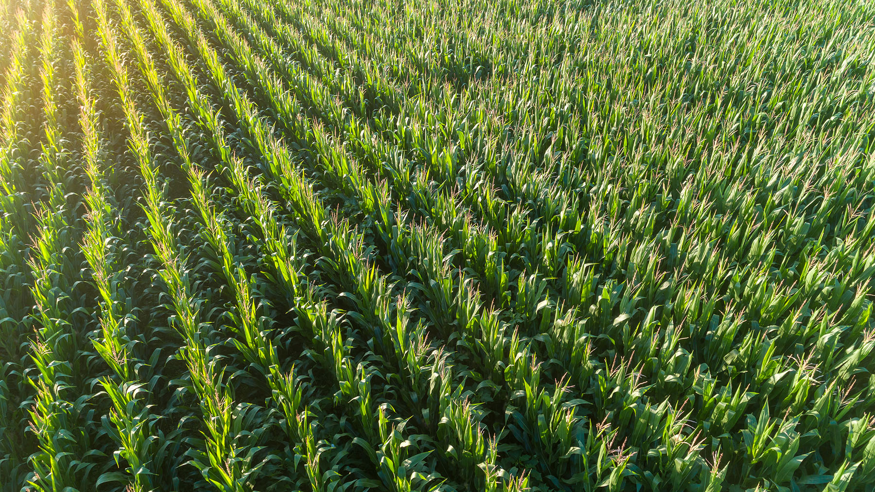 Crop progress: Corn quality eases slightly lower