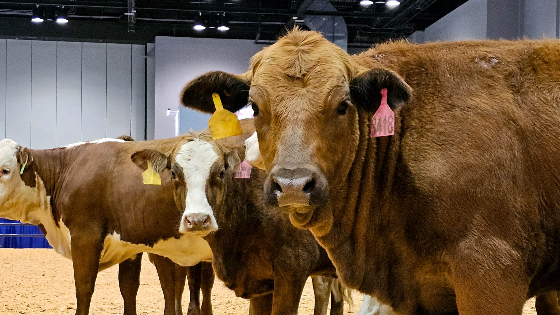 Fed cattle market hits new record highs