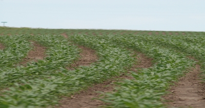 Uniform Corn Emergence Important to Good Yields