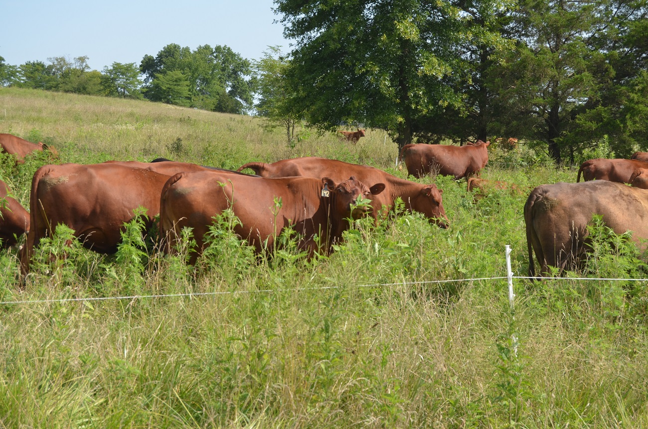 How to match livestock to your forage resources
